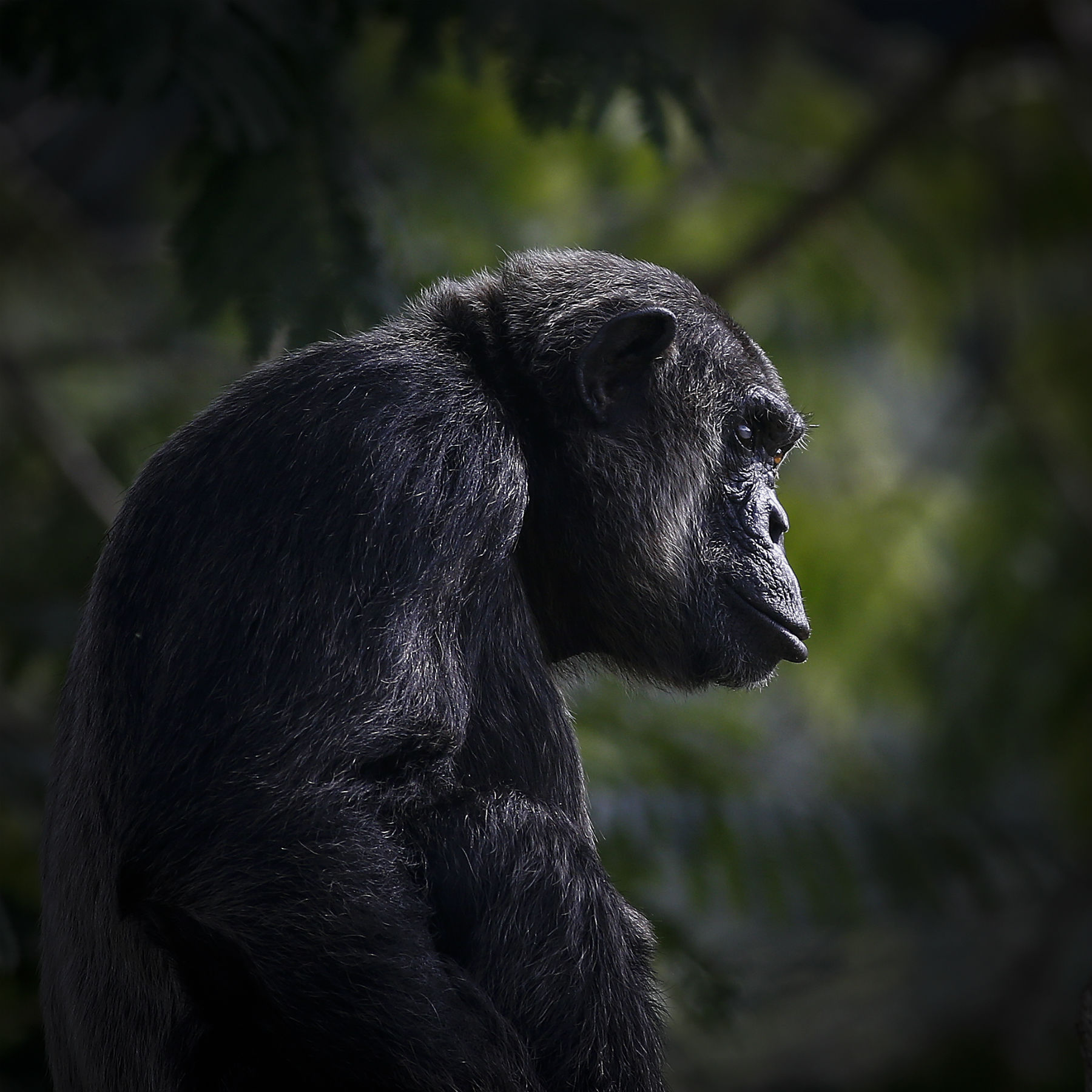 5 curiosidades sobre o Zoológico de Curitiba que você provavelmente não ...